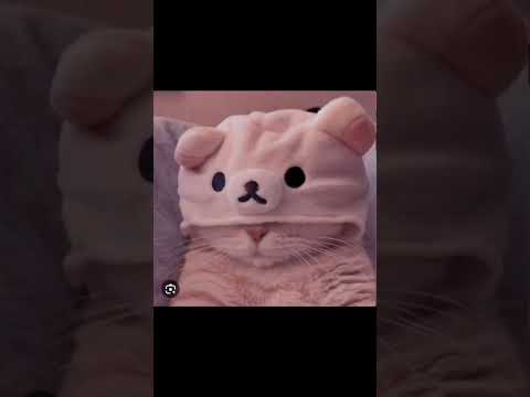 #capcut #pfp #cute #cat #funny #kitty #froggies