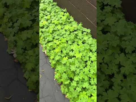 'Old Country' groundcover is Geranium-macrorrhizum #shorts