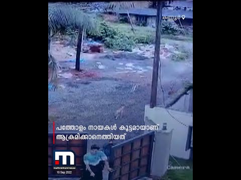 വിദ്യാർത്ഥികളെ കടിക്കാനോടിച്ച് തെരുവുനായക്കൂട്ടം | Mathrubhumi News | Stray Dog Attack | Taliparamba
