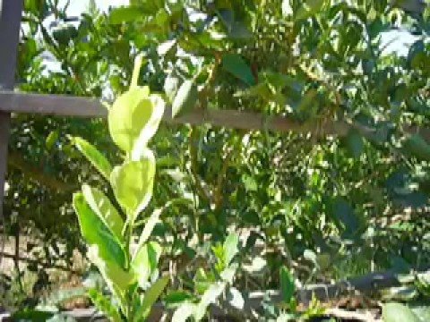 Citron Growing on a California Farm (Esrog / Etrog)