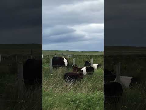 Lovely Belted Galloway cows and their calves among the buttercups