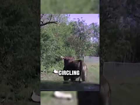 The Moment When a Police Officer Was Chased by a Cow