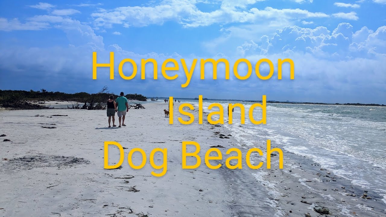 Honeymoon Island Dog Beach, Dunedin, FL