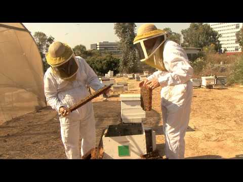 Expert on the Spot: The latest Buzz on Bees, Hebrew University Research HD