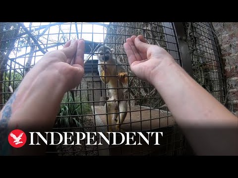Magic trick that fools humans only tricks monkeys with opposable thumbs, study suggests