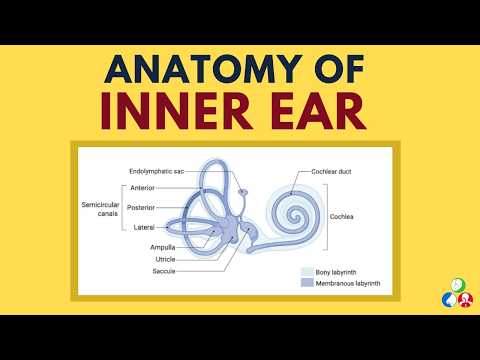 Anatomy of Inner Ear