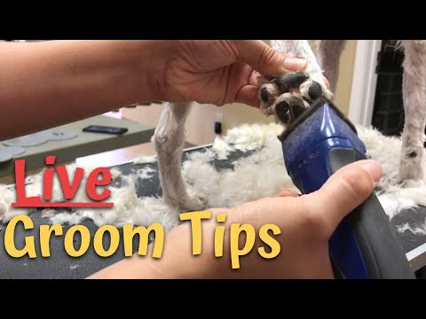 Live Watching a Dog Groomer in Texas 2019