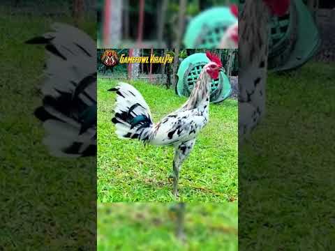 Black Spangle Broodstag Of Kate Lhen Kurt Gamefarm #gamefowlviralph #chicken #roosters #gamefowl