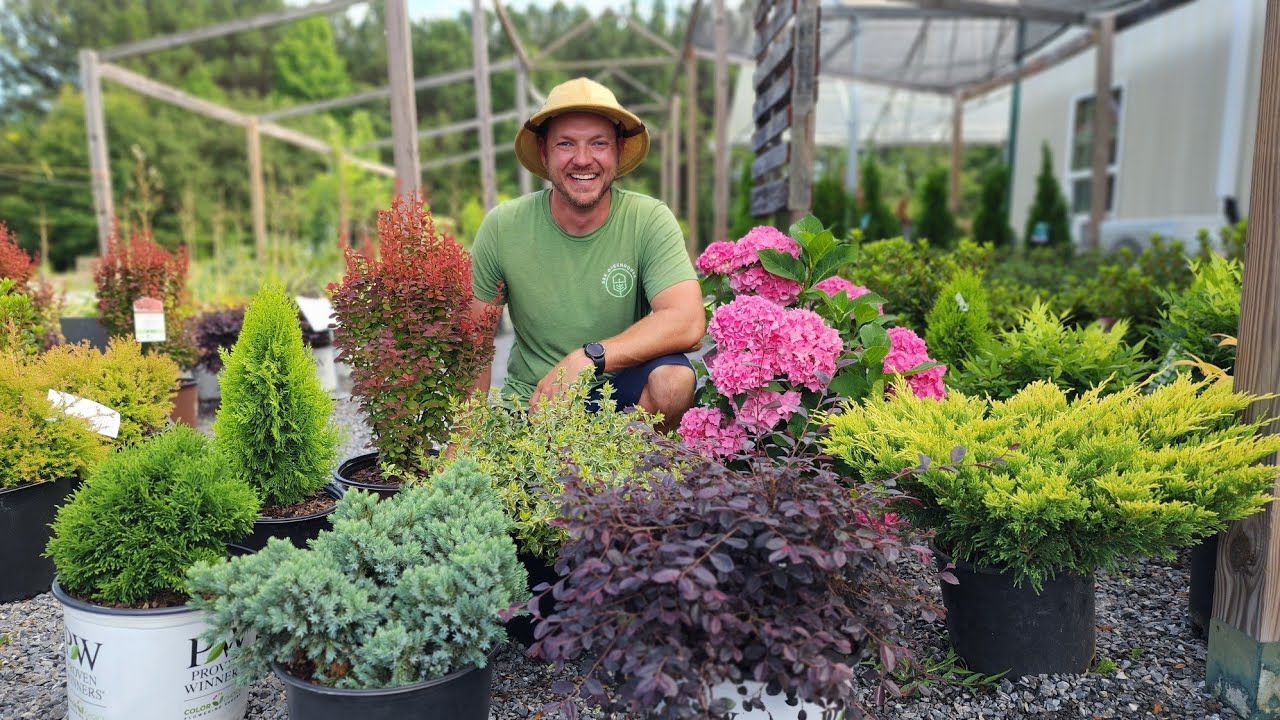 15 Compact Shrubs for Small Spaces