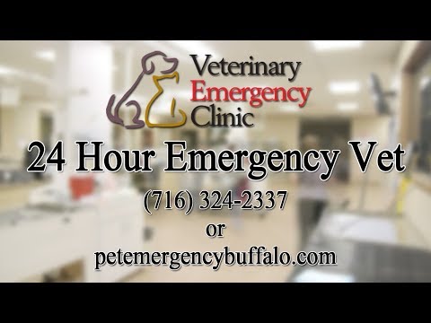 24 Hour Pet Emergency Clinic Buffalo NY | Buffalo NY Veterinary Emergency Clinic | Pet Emergency