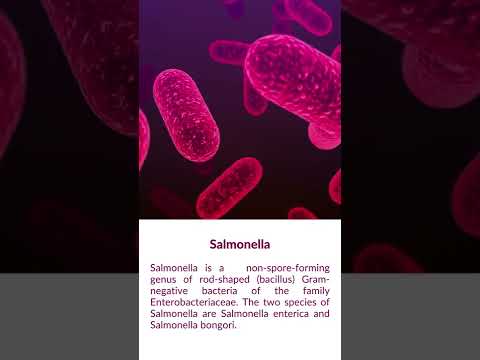 What is Salmonella bacteria?