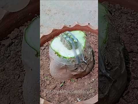 Desert Rose Plant Big Caudex Grafting Adenium Graft #shorts #adenium #grafting