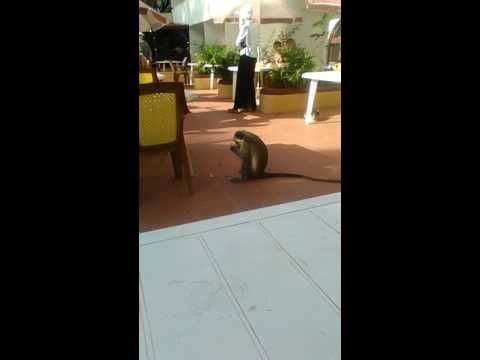 Monkey stealing banana at badala park hotel