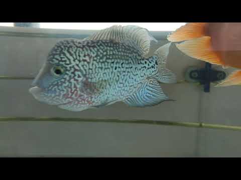 Flowerhorn Fish - Wholesale Price & Mandi Rate for Floran Fish in India