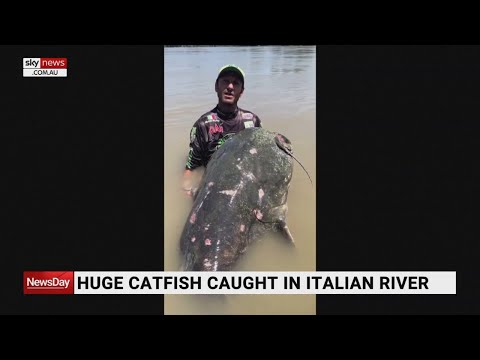 Huge catfish measured at nearly three metres caught in Italian river