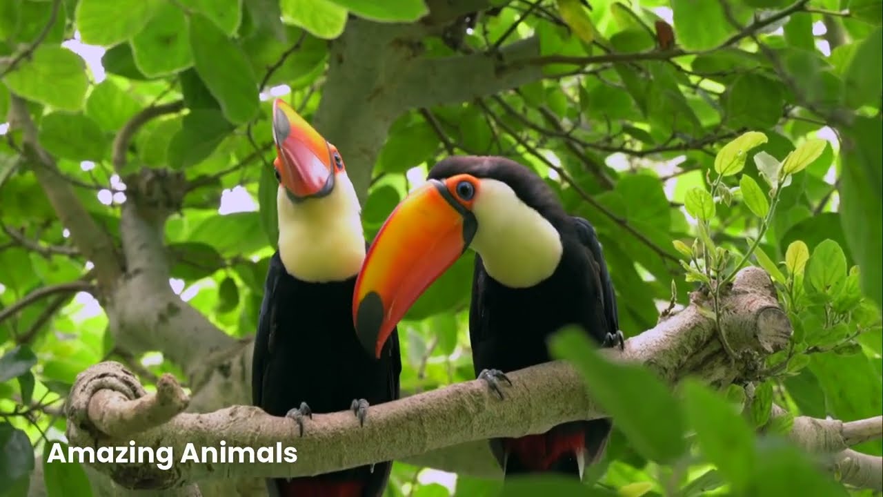 Toucan The Vibrant Jewel of the Rainforest