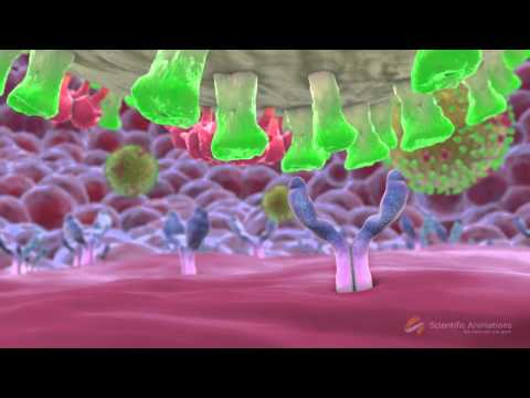 SwineFlu Influenza H1N1 Mechanism of Action MOA Animation