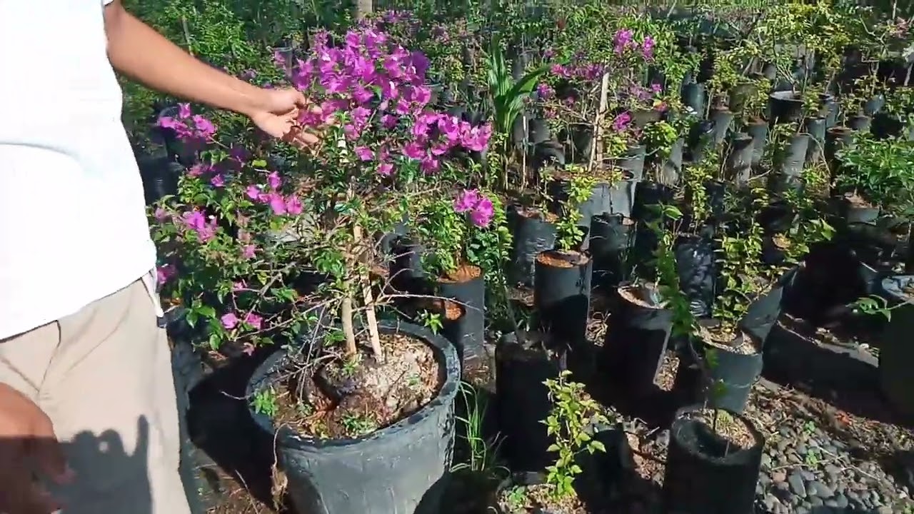 harga stek bougenville singapure ori varigata  batang kecil  ,cara siram bougenville  yang efektif