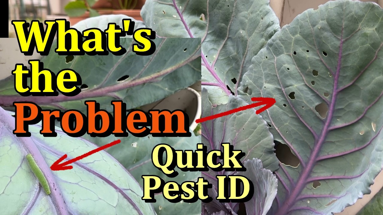 Identifying Green Cabbage Worms & Brassica Damage (Garden Pest & Disease ID Series)