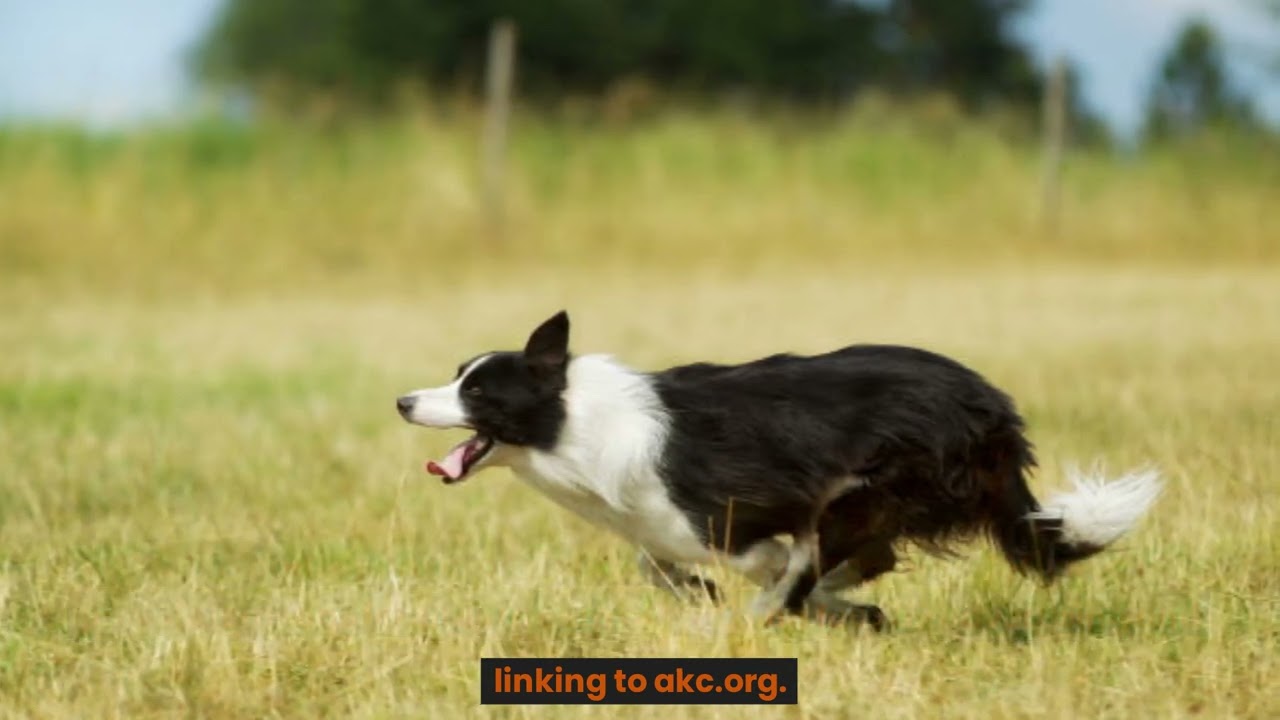 10 Things You Didn’t Know About the Border Collie