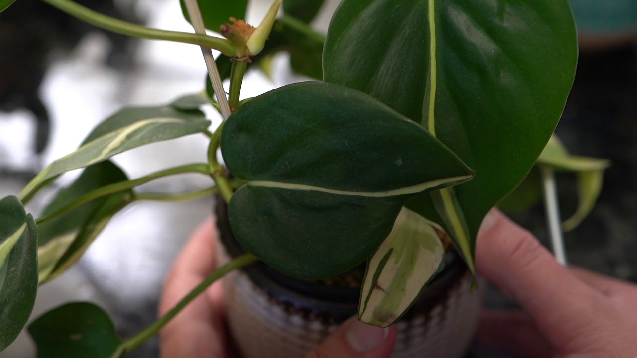 Distinguishing Your Plant: Philodendron Cream Splash