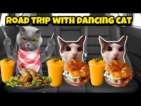 CAT MEMES: FAMILY ROADTRIP
