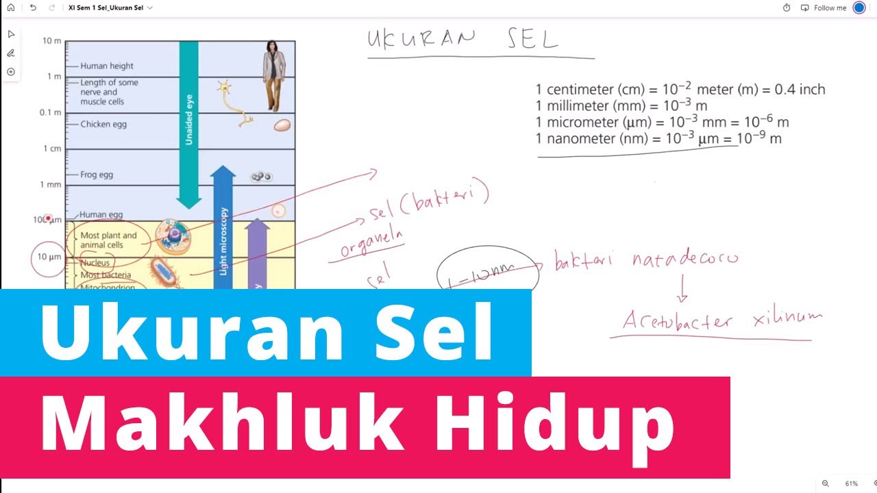Ukuran Sel pada Hewan dan Tumbuhan