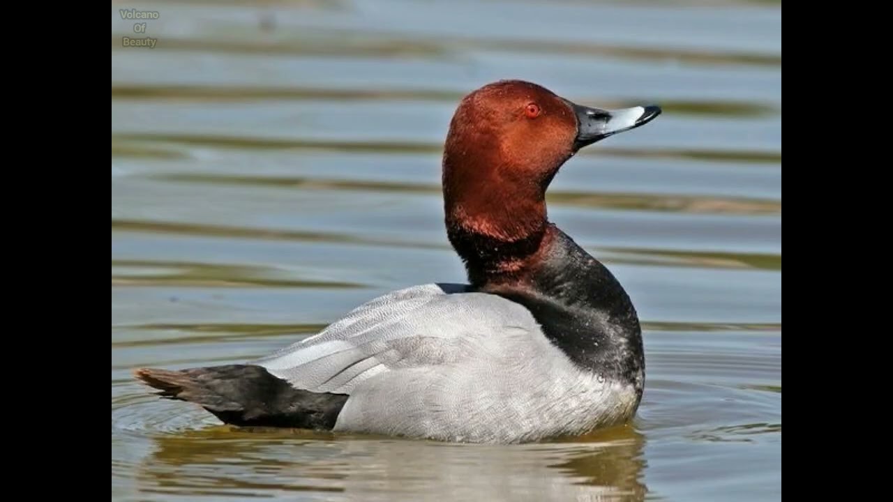 Canvasback / Aythya valisineria sound and call beautiful duck bird pictures @volcanoofbeauty5481