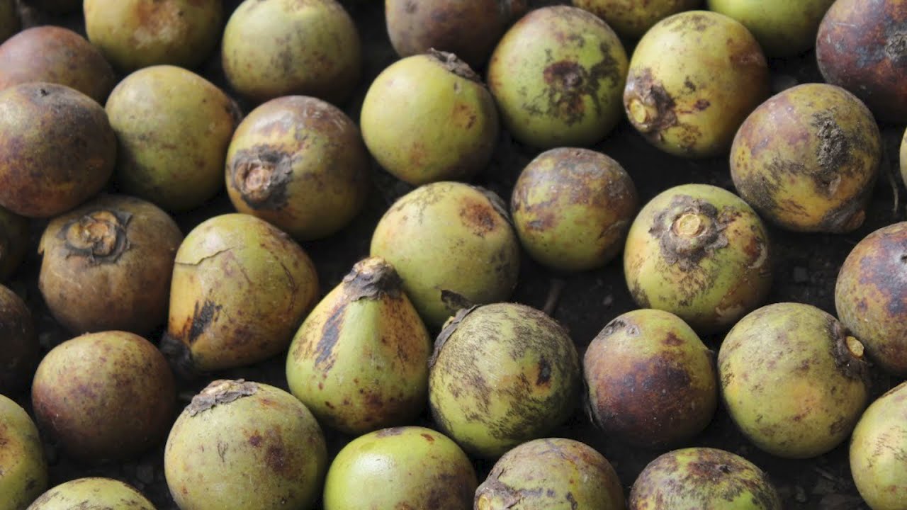 AGROBIODIVERSIDAD EN COLIMA