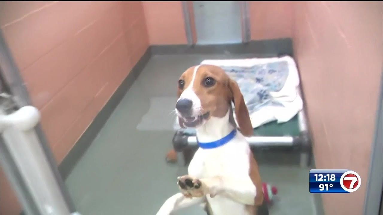 20 beagle puppies rescued from Virginia breeders arrive in South Florida to be adopted