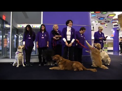 Pet Therapy Program at Children's Hospital of Pittsburgh