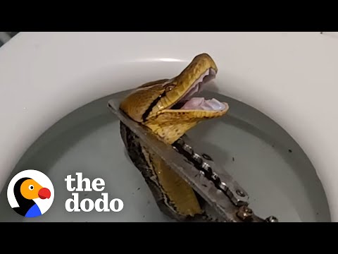 OMG! So TERRIFYING!: Homeowner Encounters Massive 12-foot Python Crawling Through Toilet - Fox 102.3