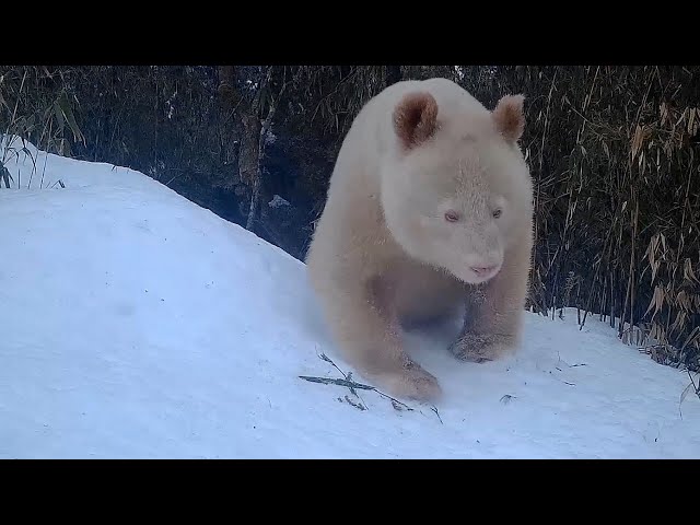 VIDEO: En China, captan al panda totalmente blanco en el mundo