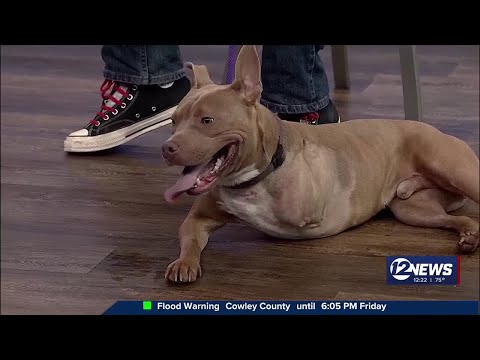 Pet Adoption Wednesday