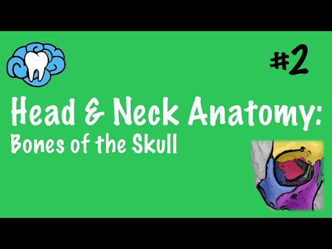 Head & Neck Anatomy | Bones of the Skull | INBDE
