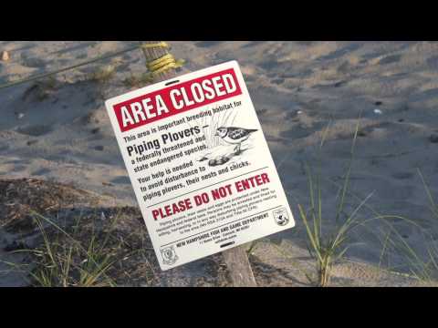 At the Edge of the Sea/Piping plover