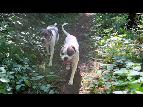 Attracting the RIGHT Clients Using Facebook Community Groups // Dog Walker Rambles