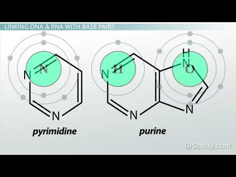 Nitrogenous Base Definition Pairs Video Lesson Transcript Study