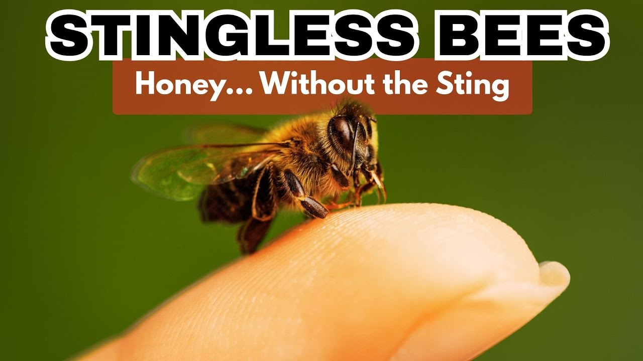 The Stingless Bee - No Sting… But Super Honey!