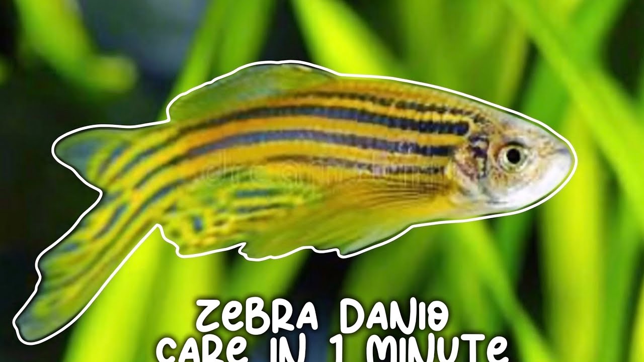 ￼ZEBRA Danio care: in one minute 