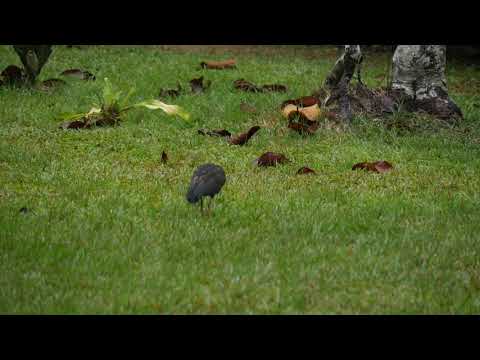 Ecuador Birdwatching: Bare-faced Ibis (Phimosus infuscatus) 1-2
