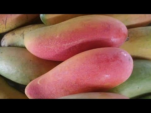 Mango Plant - Wholesale Price & Mandi Rate for Mango Plant