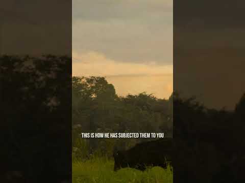 Surah Al Hajj Verse 37