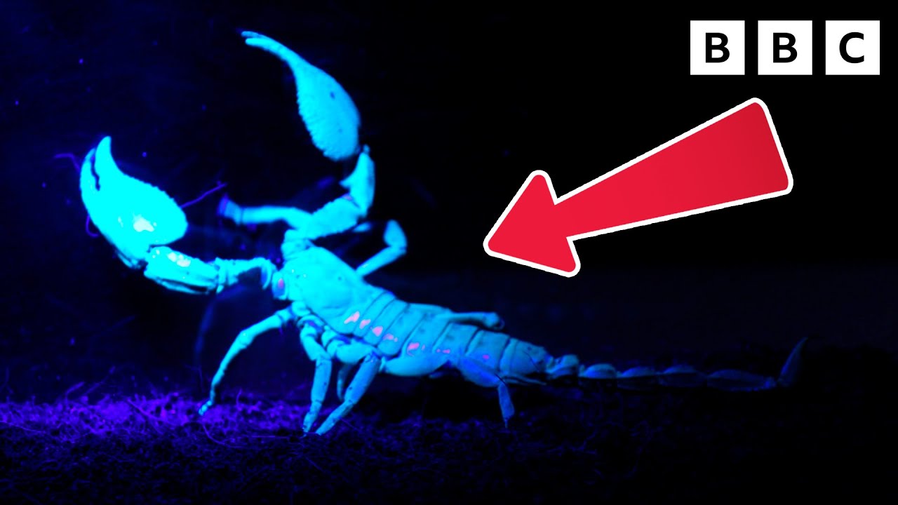 Doctors Learn From AMAZING Animals! | Operation Ouch! | CBBC
