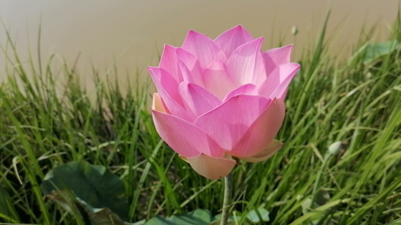 Lotus flower free download Background video