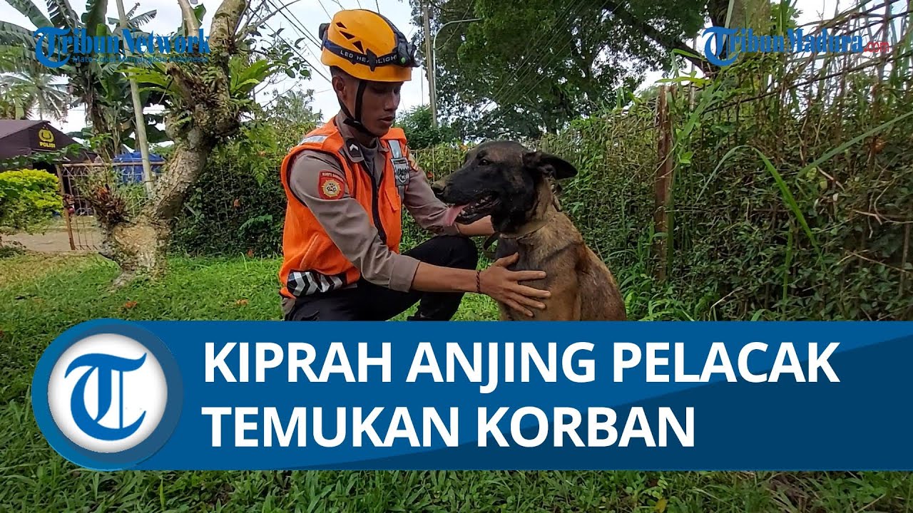 Pencarian Korban Gempa Cianjur, Polri Pakai Anjing Pelacak K9 Polri ...