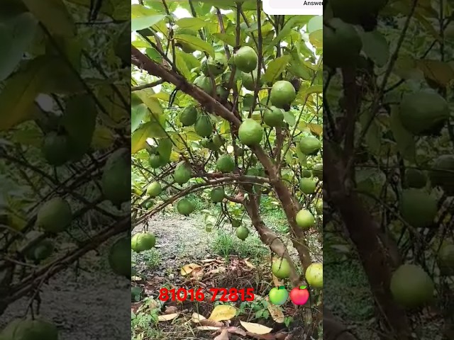 Guava Plant - Thai 7 Guava Plant Manufacturer from Habra