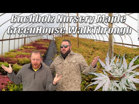 Buchholz Nursery Walkthrough | Rare Japanese Maples & Conifers Behind the Scenes!