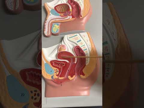 Basic Structures of the Female Pelvis (sagittal view)