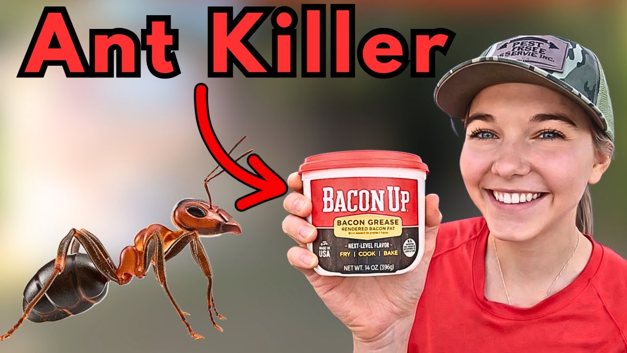 ANTS EVERYWHERE-Simple Hack Kills Them All!